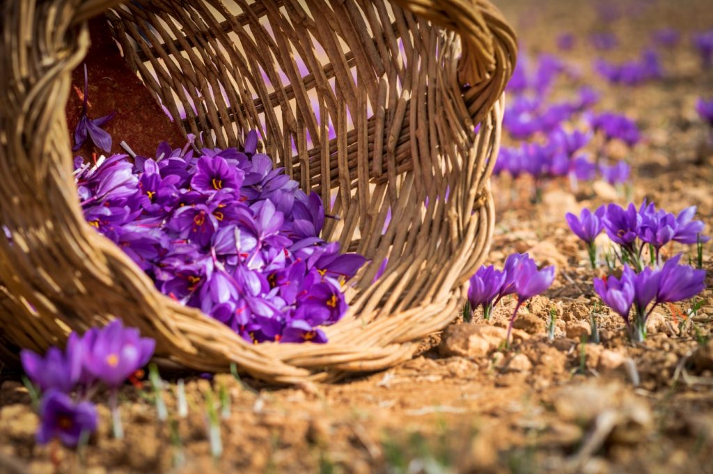 Ruta del azafrán de La Mancha - Turismo gastronómico