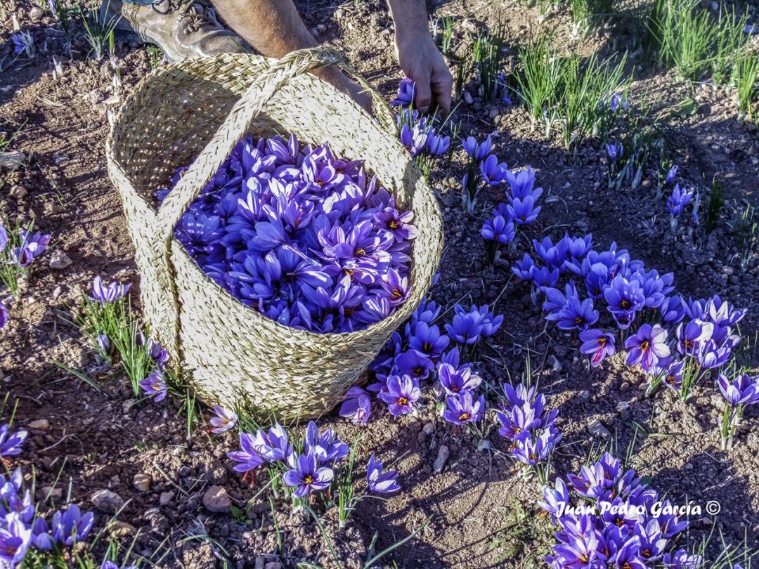 La Solana, tierra de azafrán y de artesanía de La Mancha